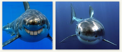 The Official Bum Site: Study Shows: Happy Sharks