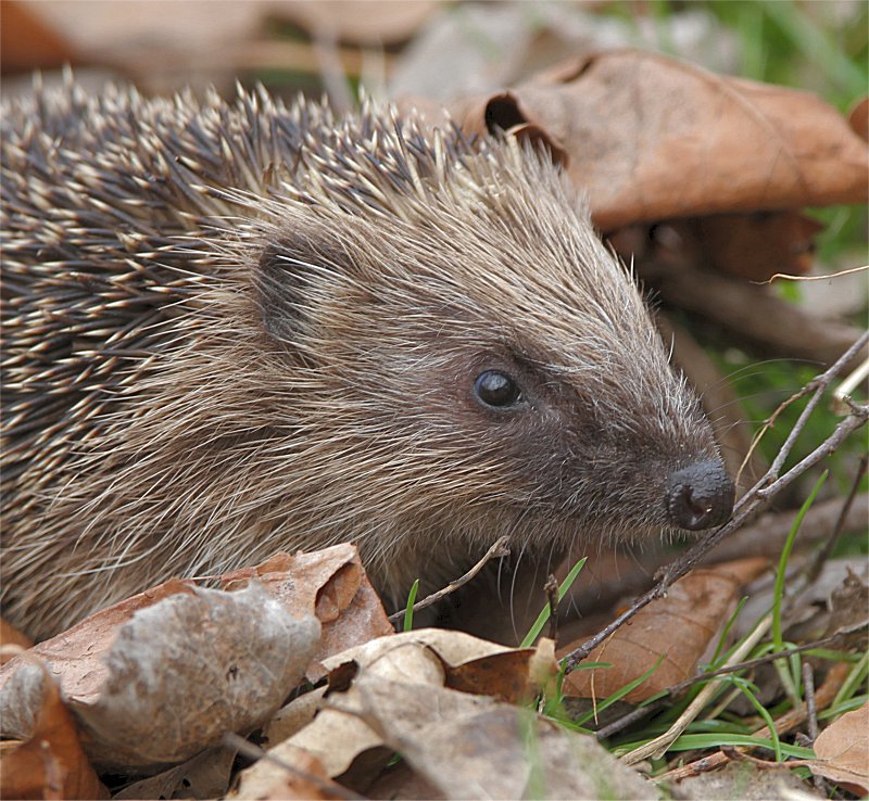 Murfs Wildlife : Hedgehog