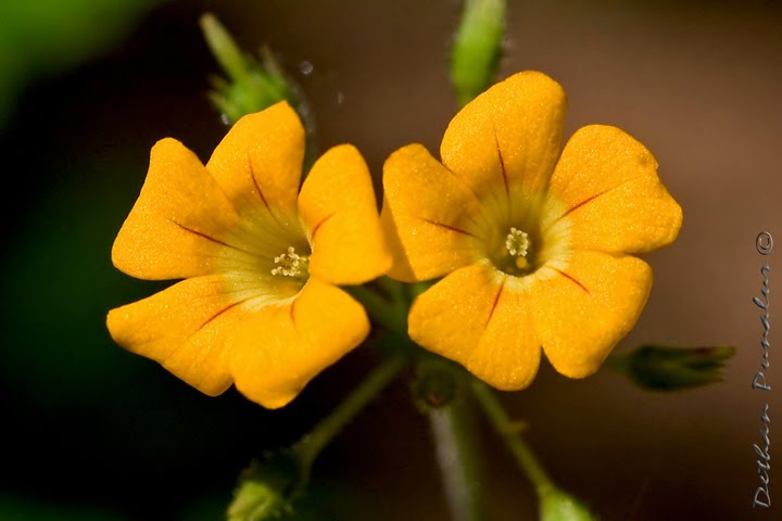 Dethan Punalur: September 2010