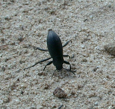 Stink Bugs - Discussion Forums - Banjo Hangout