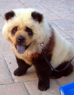 The Boggy Blog: Chow Chow Pandas