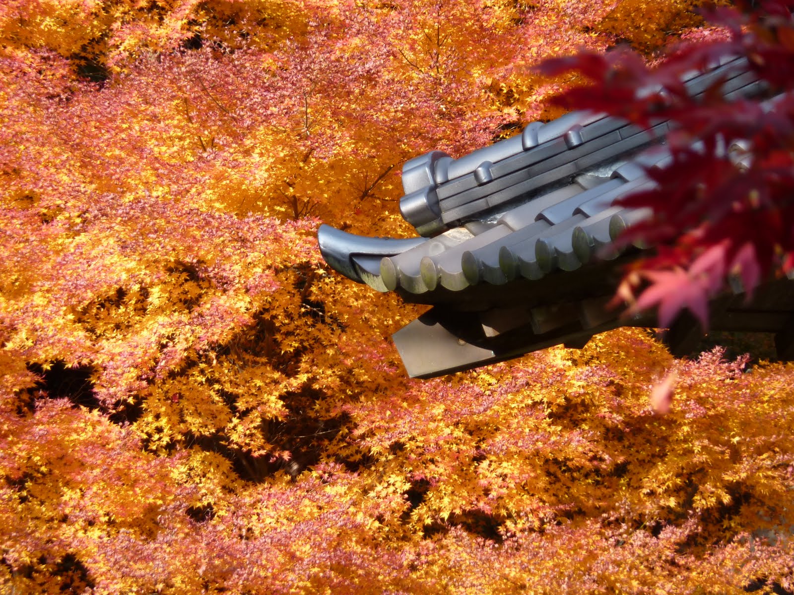 Paolo Calvino: Momijigari