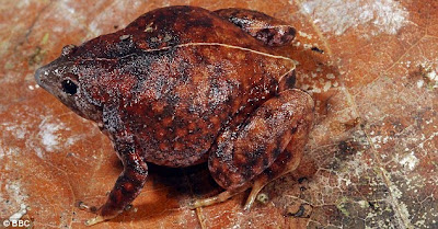 FUN TO BE BAD: Giant Rat Found in 'Lost Volcano'