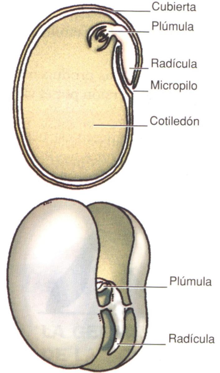 FISIOLOGIA VEGETAL: 1/10/10
