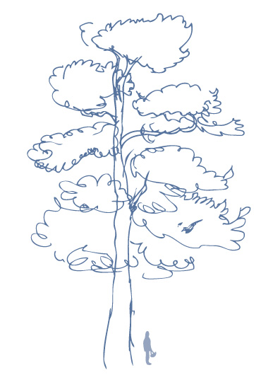 straight from the den: Scots Pine