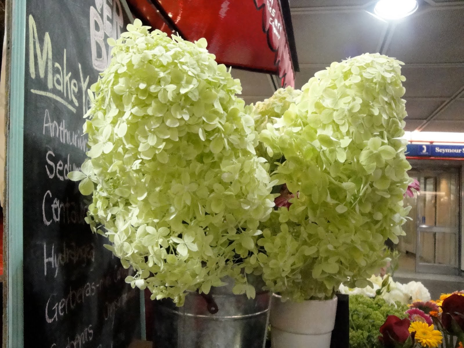 QUEENSBLOG by Queensberry Flower Company: Cotton Candy Hydrangea