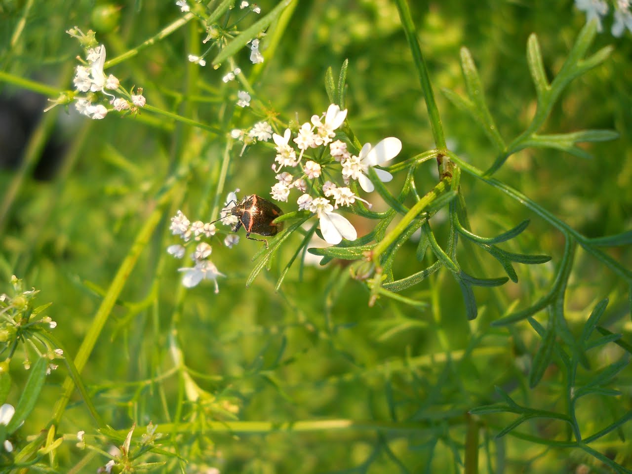 Canoe Corner: Learning About Bugs