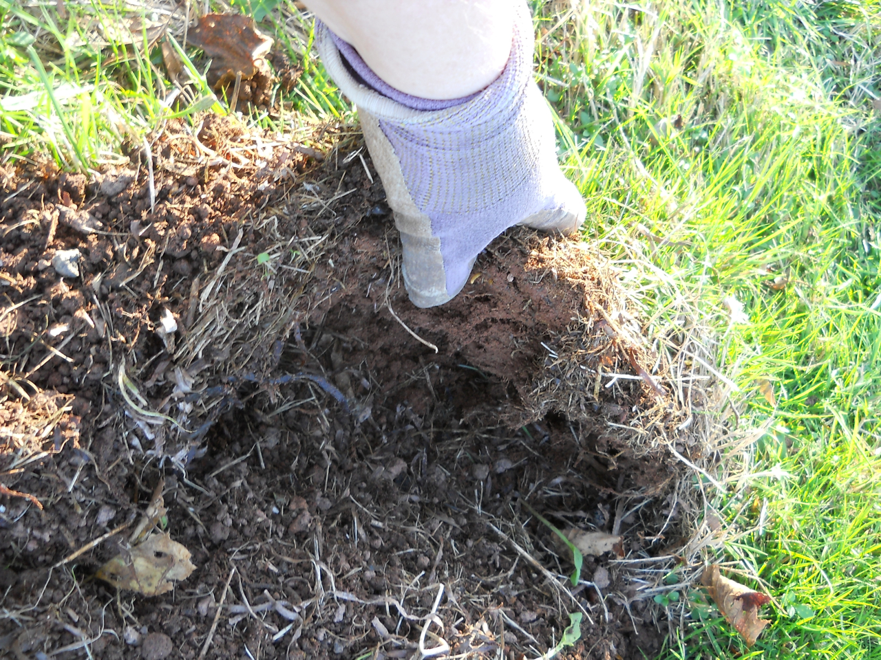 Canoe Corner: June Bugs