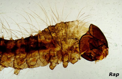 Macro y microfotografia: Microfotografía: Larva de gusano de seda