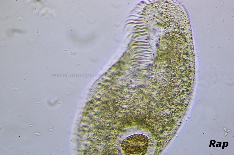 Macro y microfotografia: Microfotografía: Paramecio