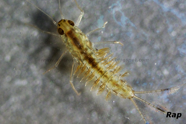 Macro y microfotografia: Macrofotografía: Larvas de efímera