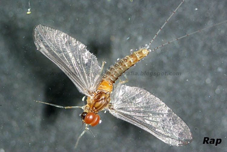 Macro y microfotografia: Macrofotografía: Efímera