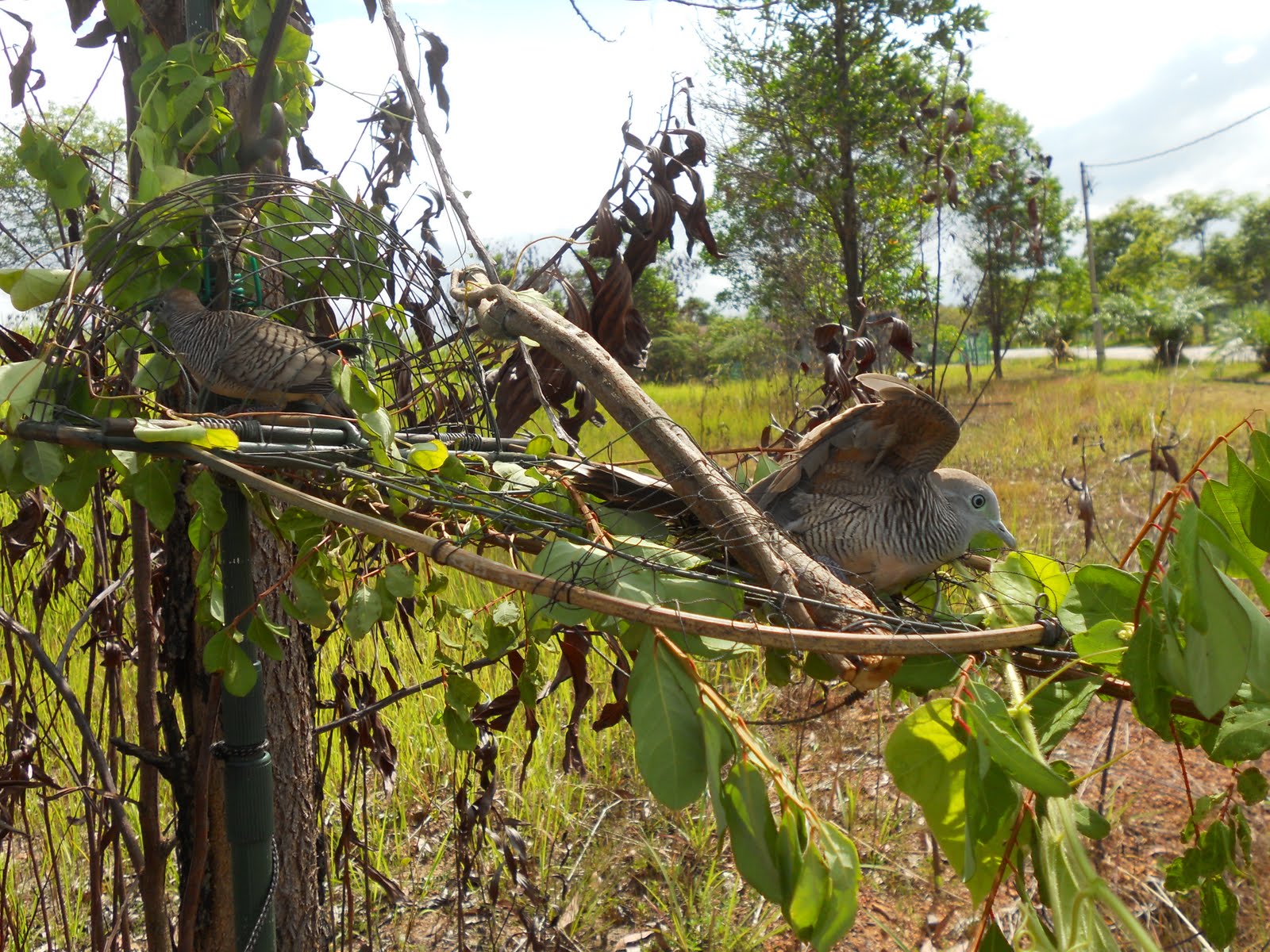 merbuk n tekukur: Merbuk : Teknik Menjebak - part 2