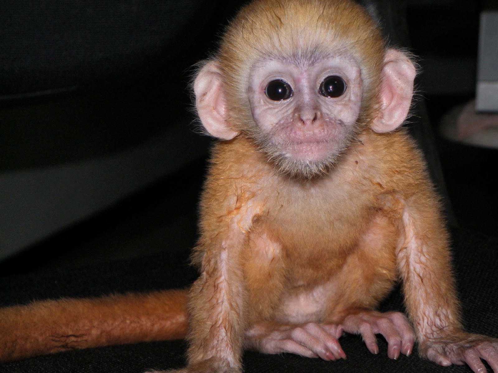 SIDI PRANYOTO: Lutung Jawa (Trachypithecus auratus)