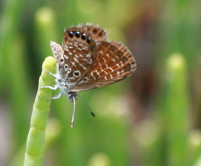 Pixel Pics: Eastern Pygmy-blue