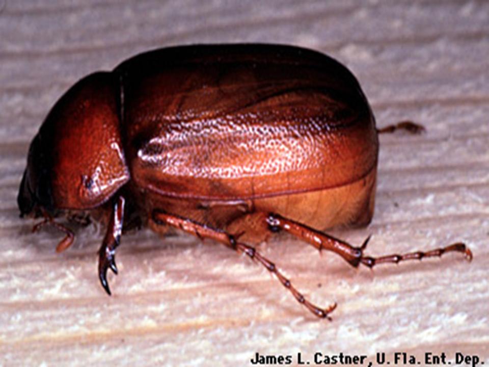 ENTOMOLOGIA FORESTAL: ORDENES DE LOS INSECTOS