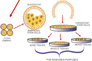 The Biotechnology of Cloning: Some Facts about Cloning