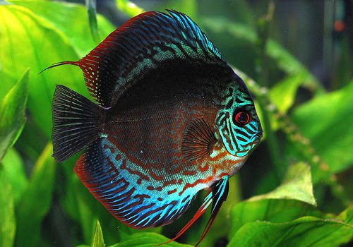 Discus Fish Info|The Ultimate Guide to Discus Fish care|Breeding ...
