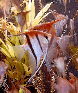 Beautiful Maanvis Pictures | Angel Fish | Exotic Tropical Ornamental ...