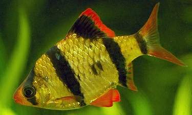 variety of luxurious and beautiful ornamental fish: Feeding Tiger Barb Fish