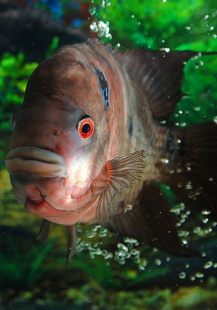 fish book: Lou Han Crossbreeding Cichlids Result