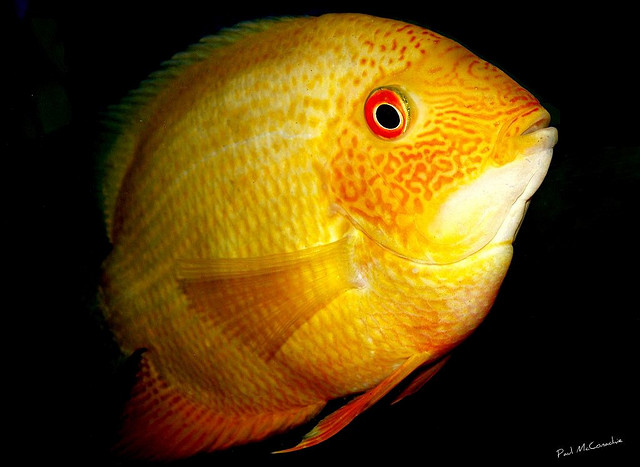 Tropical Cichalasoma Severum | Exotic Tropical Ornamental Fish Photos ...