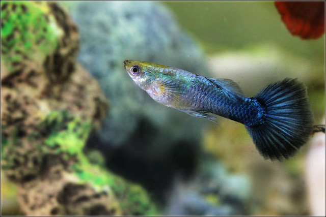 February 2011 | Exotic Tropical Fish Photography | Download High ...