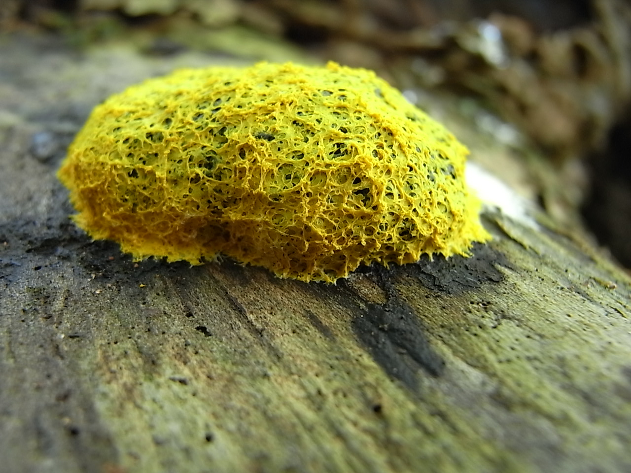 quatre saisons: myxomycète