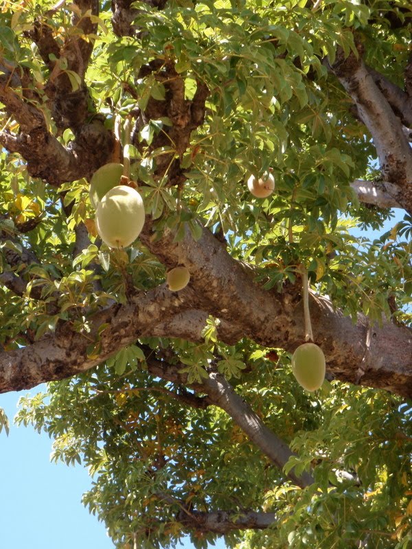 Jangada - Tour du monde en voilier: Billet N°26 - Médecine de brousse ...