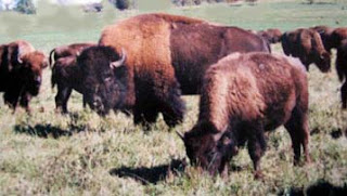 Ojibwe Game and Fish: Ojibwe Game and Fish