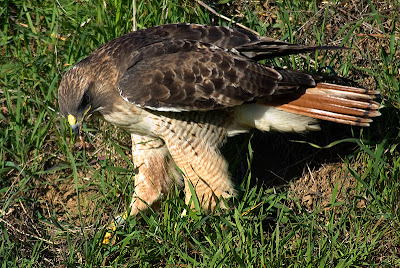 Bird Light Wind: Niño de la Tierra