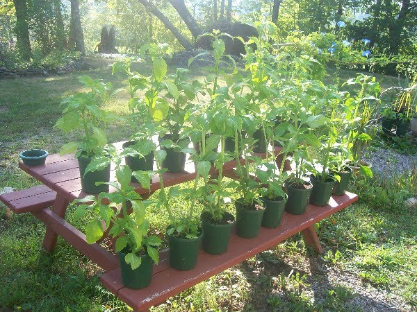 SoftAcres: Growing Salvia divinorum in Maine: Good Summer