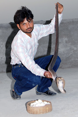 Snake Shyam: snake shyam introduce a cobra femail with 40 eggs