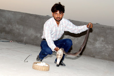 Snake Shyam: snake shyam introduce a cobra femail with 40 eggs