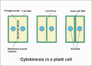 PROYECTO DE BIOLOGIA 2ºA: MITOSIS Y CITOCINESIS