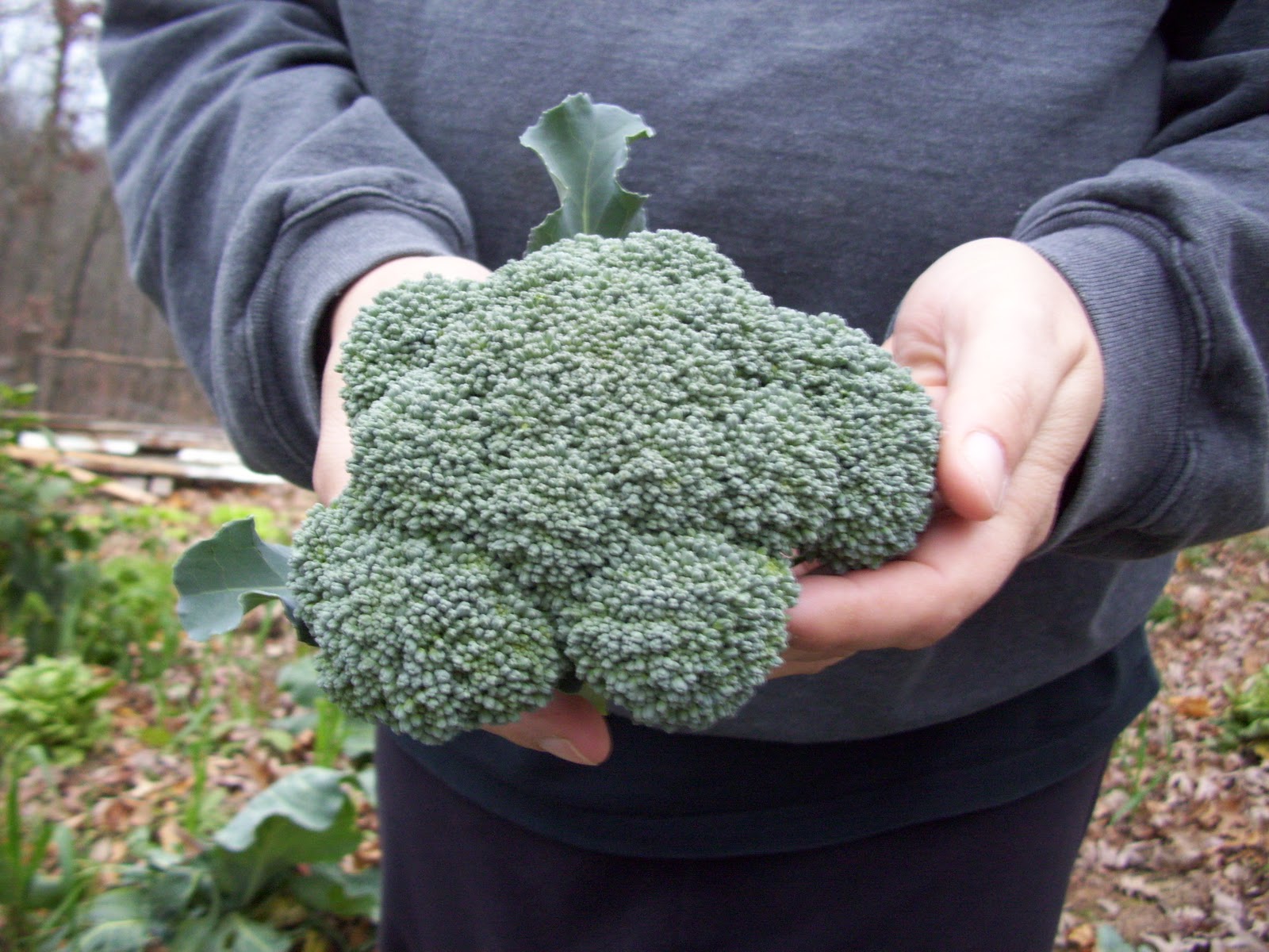 A Couple of Farmers At Maple Lawn Farm: Friday's Featured Farmer ...