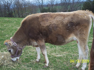 Photos of Udder Development In a Heifer