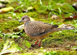 Intro Terkukur | Terkukur Segamat