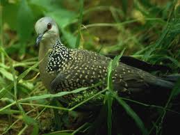 Intro Terkukur | Terkukur Segamat