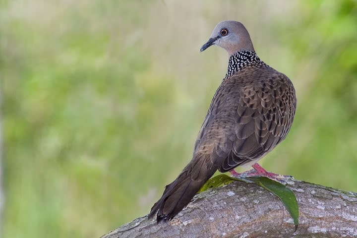 Intro Terkukur | Terkukur Segamat