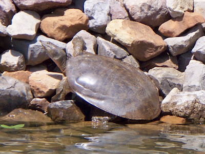 Hide-A-Way Hills, Ohio - Midland Smooth Softshell Turtle - What's it ...