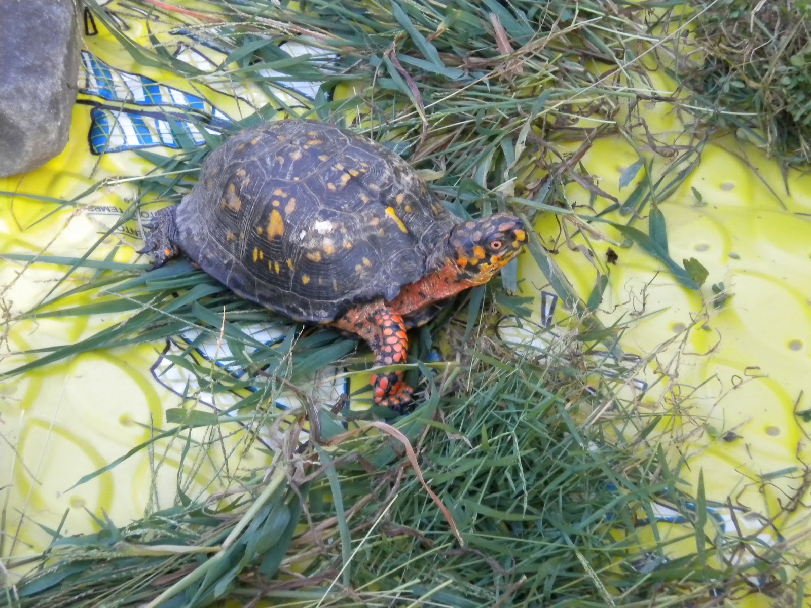 How We Spend Our Days: Squirrel, I mean Turtle!