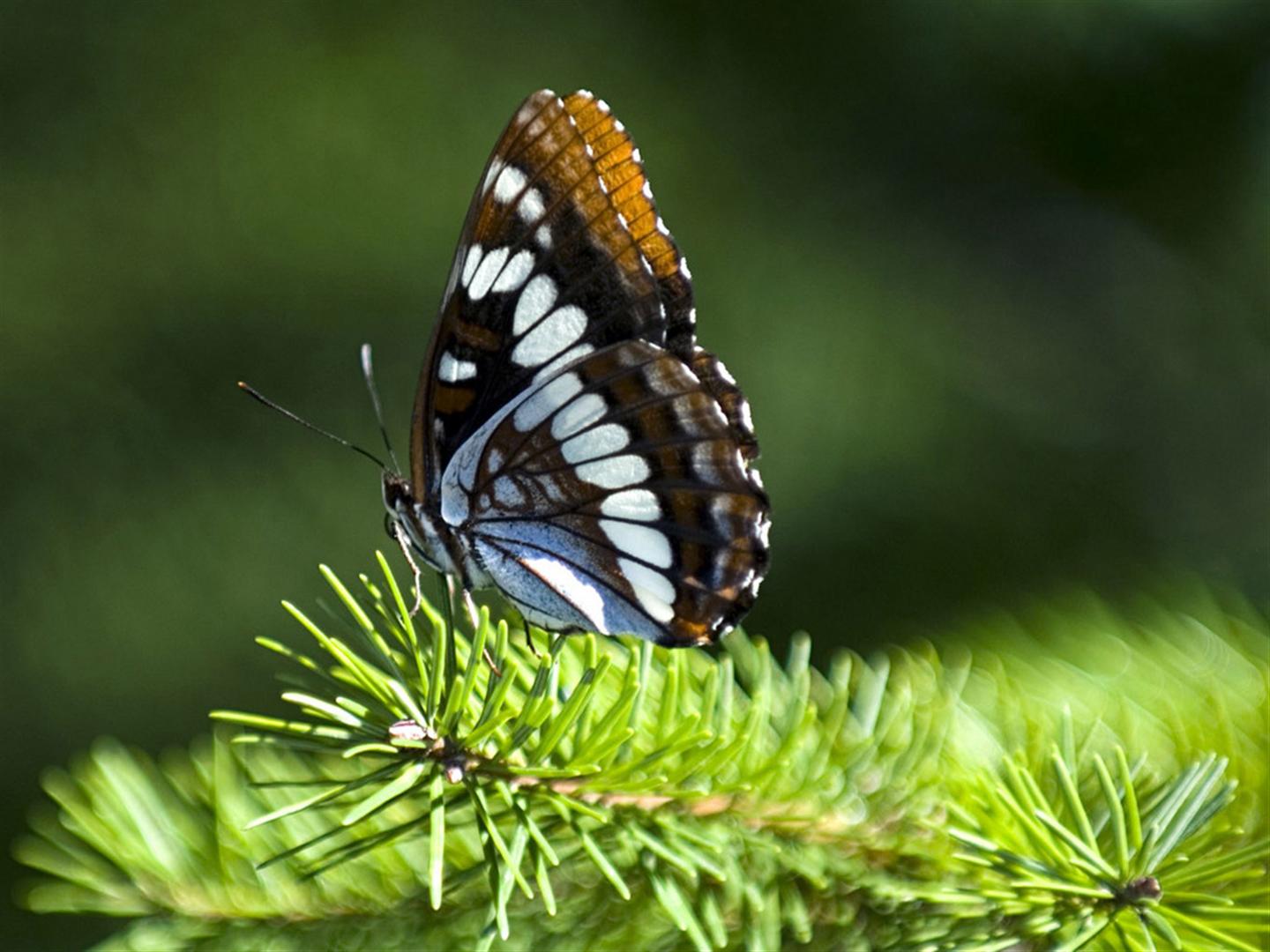 Welcome To Thiviya's Home: Amazing butterflies