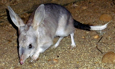 The Australian Bilby