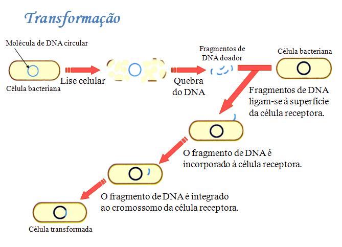 BioCell: A Célula