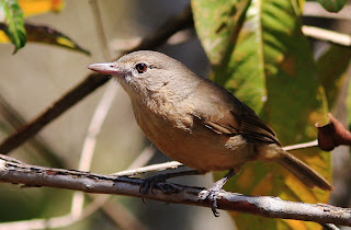 Der Parabol Spiegel: Aves venenosas.