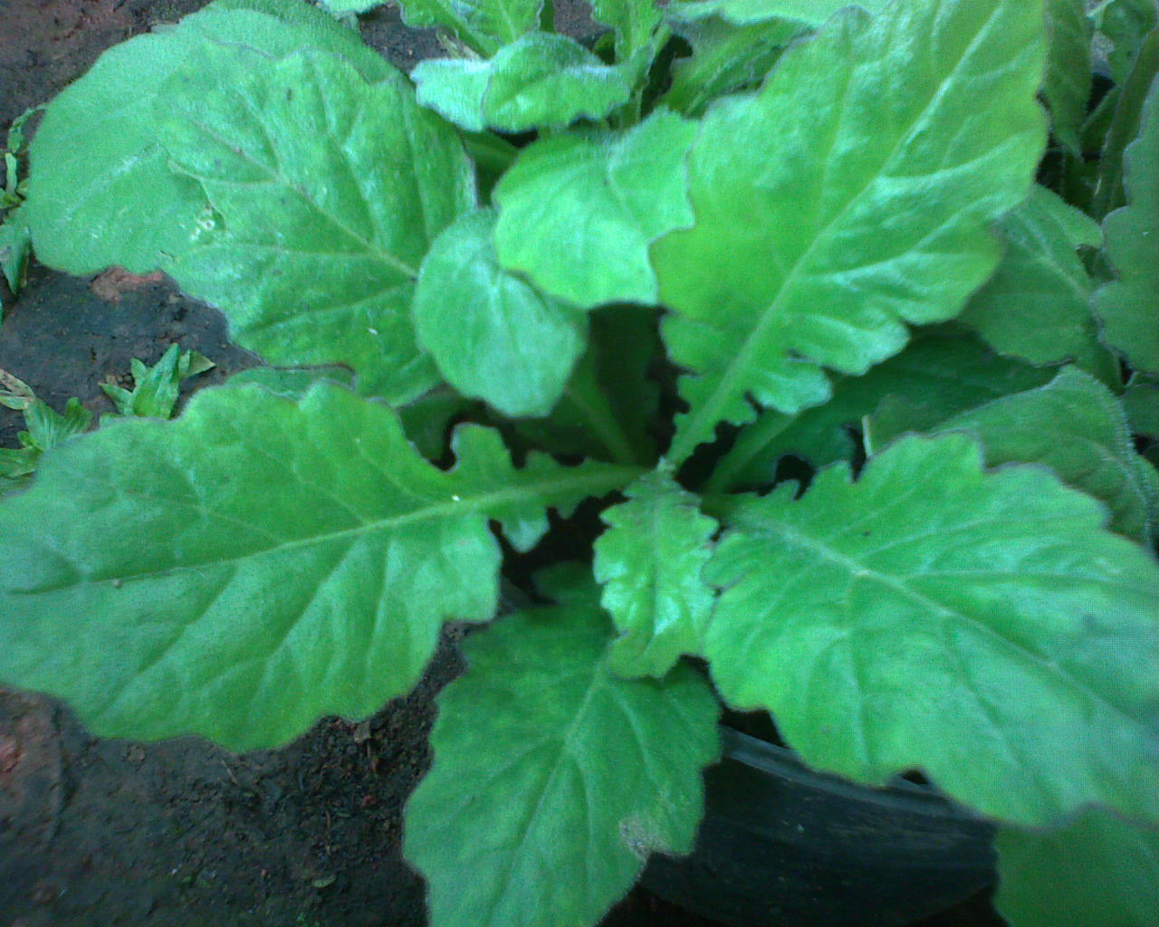 Natural Health: Daun Dewa for Medical Benefits