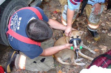 Park Avenue Chihuahua: Pet Oxygen Rescue Masks