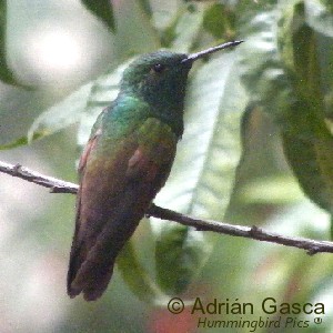 Hummingbird Pics ®: Amazilia beryllina