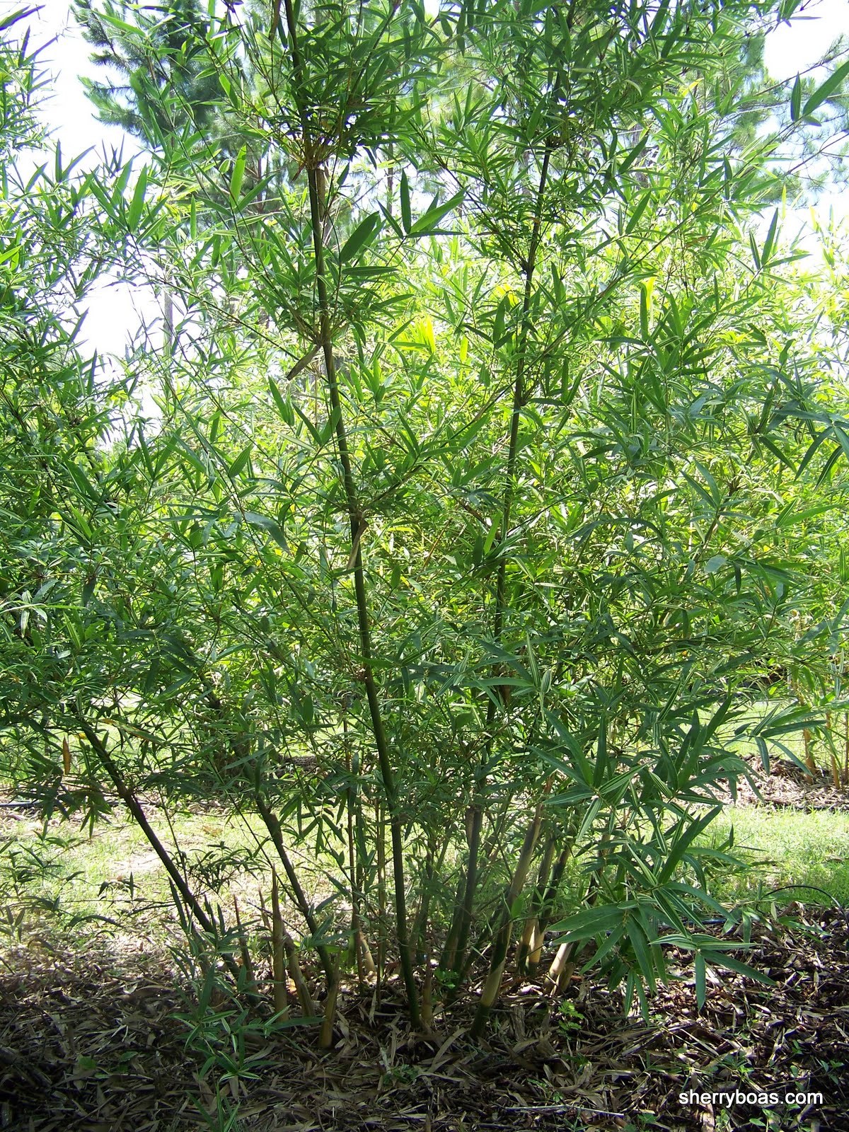 Bambusa multiplex Silverstripe – Green Hedge Clumping Bamboo | Bamboo ...